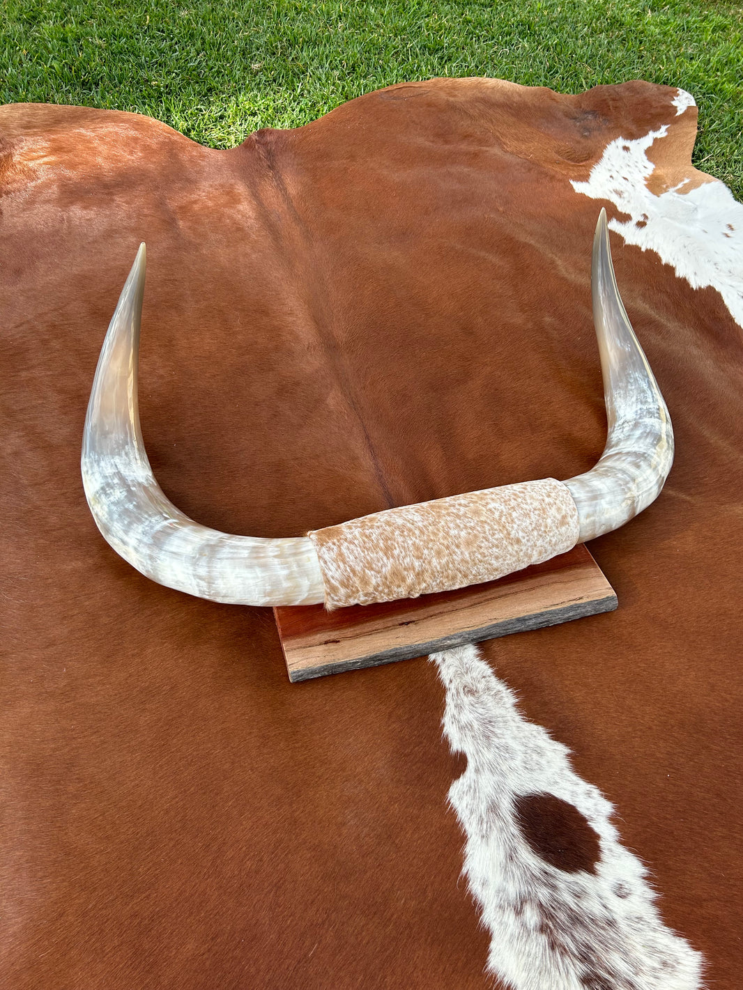 Mounted Horns – hunterandhide
